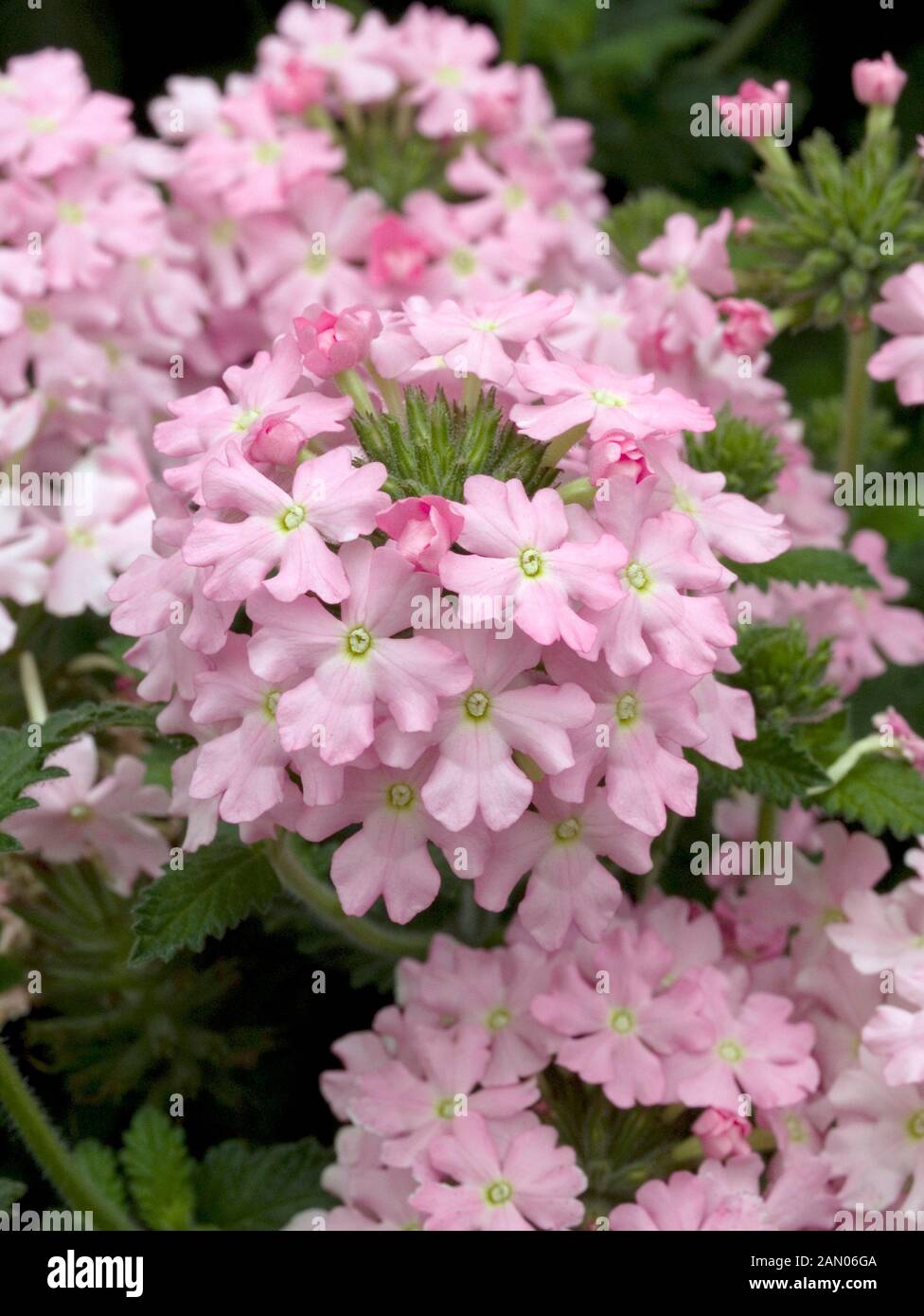Temari verbena hi-res stock photography and images - Alamy