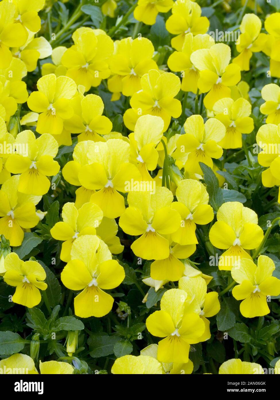 Violina hi-res stock photography and images - Alamy