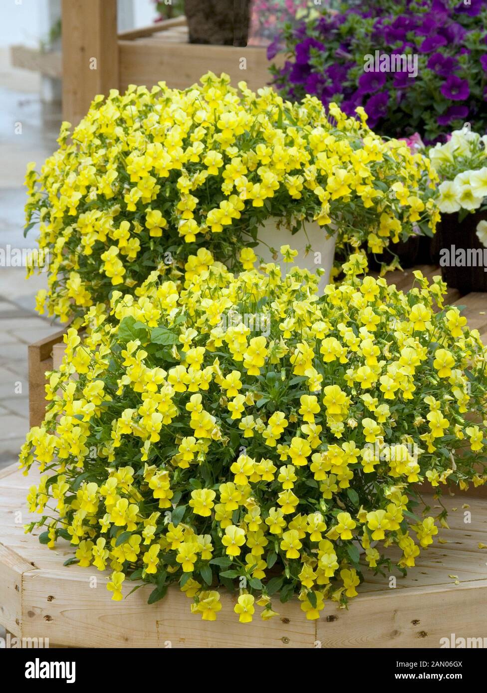 Violina hi-res stock photography and images - Alamy