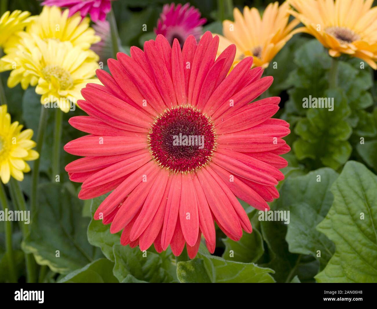 Mega bloom hi-res stock photography and images - Alamy