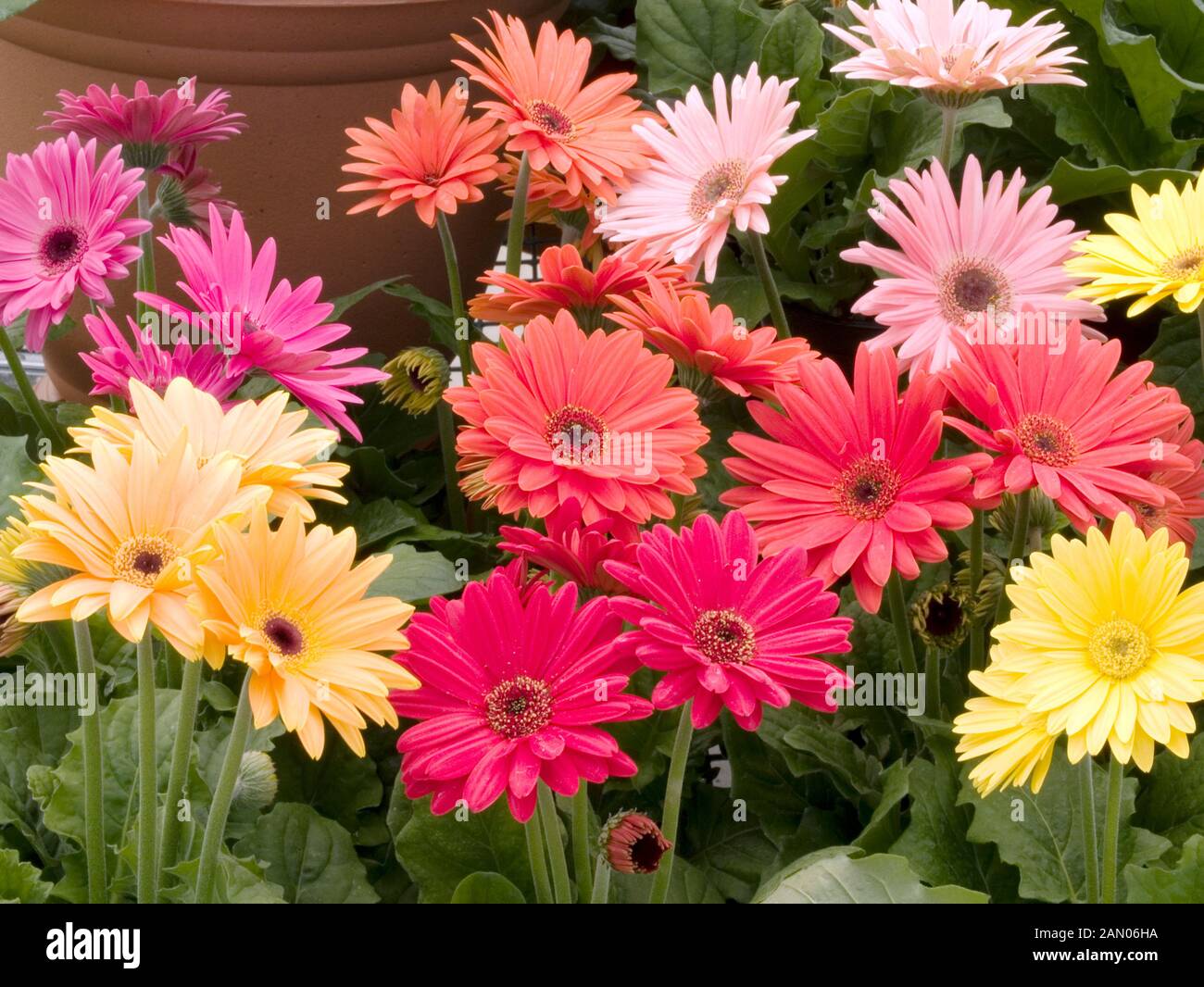 GERBERA JAMESONII MEGA REVOLUTION MIX Stock Photo - Alamy
