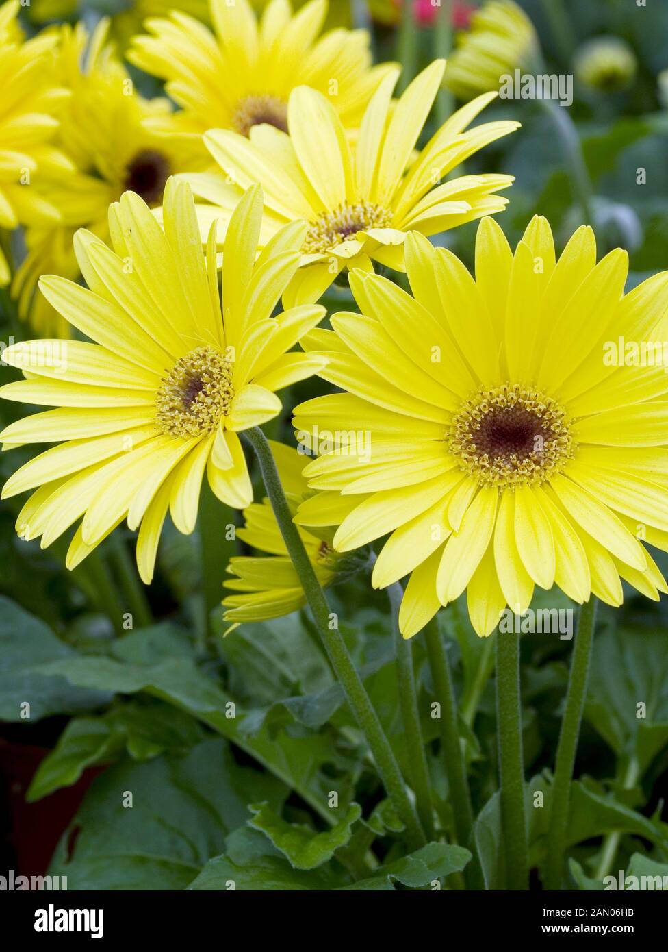 Yellow revolution hi-res stock photography and images - Alamy