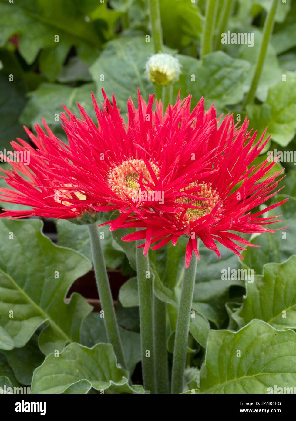 Color spider hi-res stock photography and images - Alamy