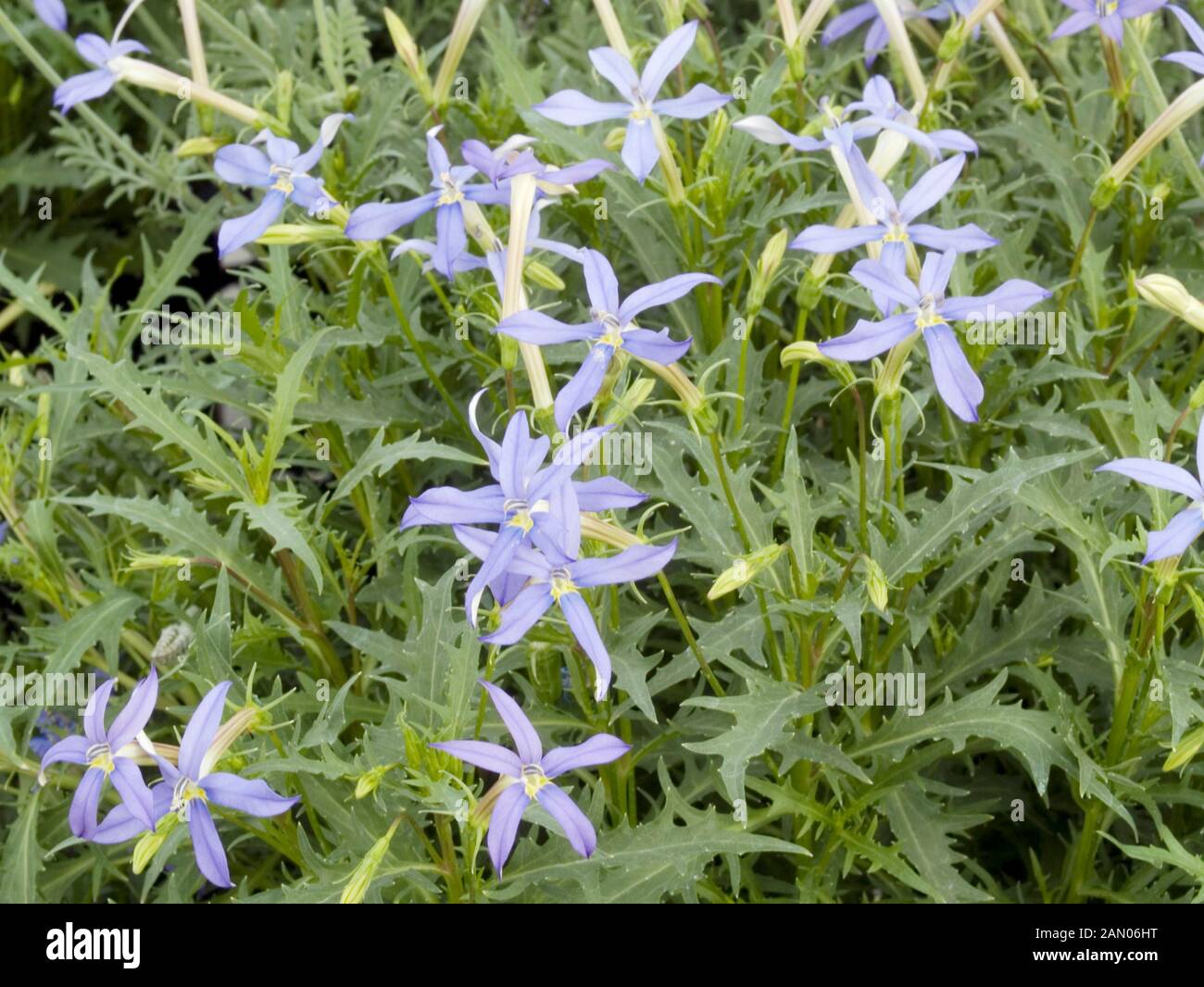 Isotoma High Resolution Stock Photography and Images - Alamy
