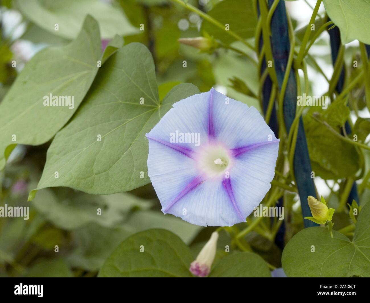 Ipomoea blue star hi-res stock photography and images - Alamy