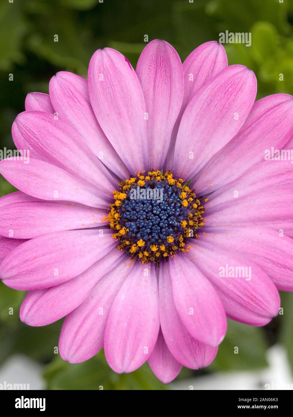 Pinwheel rose hi-res stock photography and images - Alamy