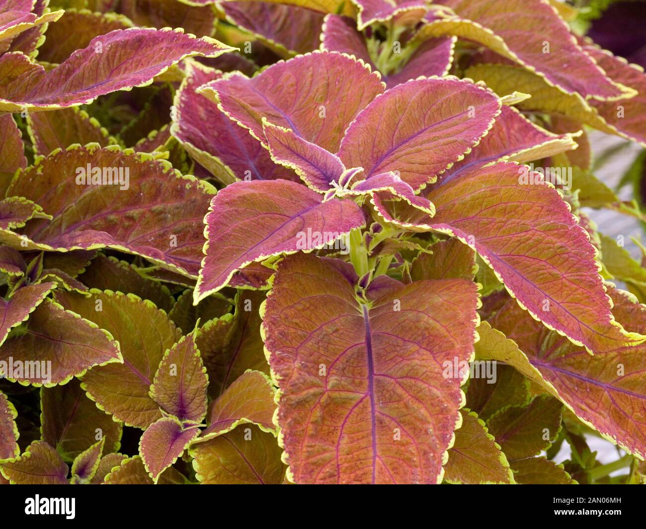 Orange coleus hi-res stock photography and images - Alamy