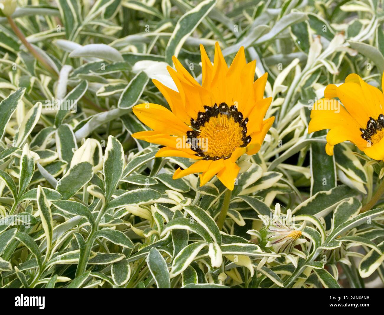 Variegated orange hi-res stock photography and images - Alamy