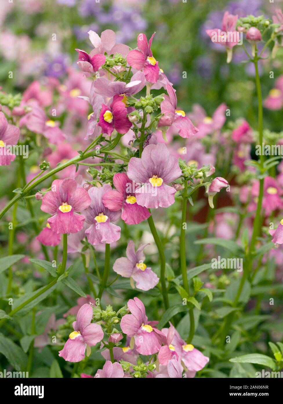 Dawn red hi-res stock photography and images - Alamy