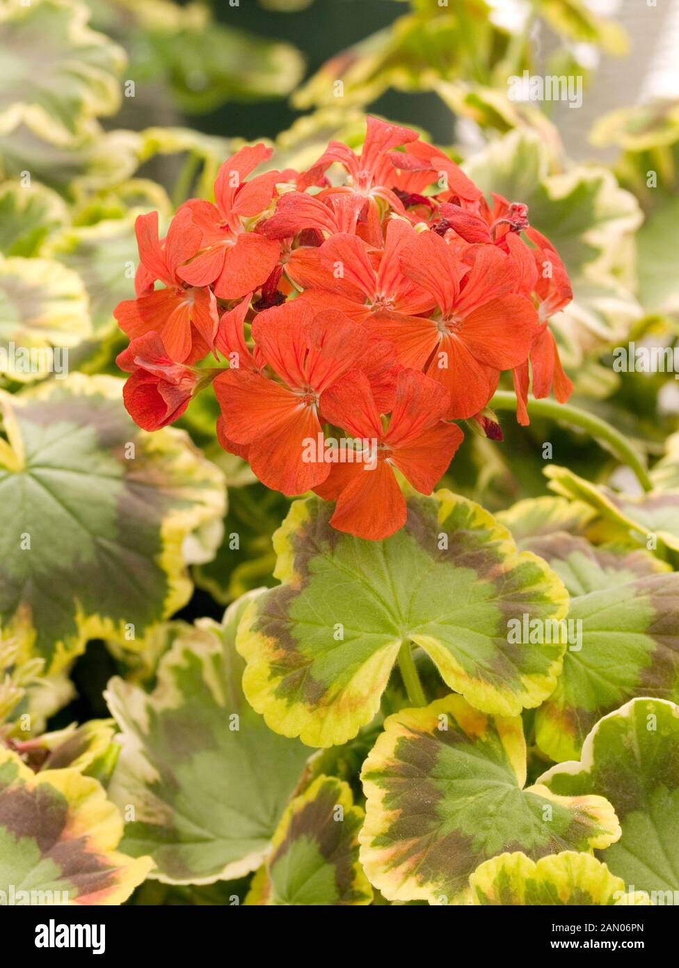 PELARGONIUM MRS. POLLOCK Stock Photo - Alamy