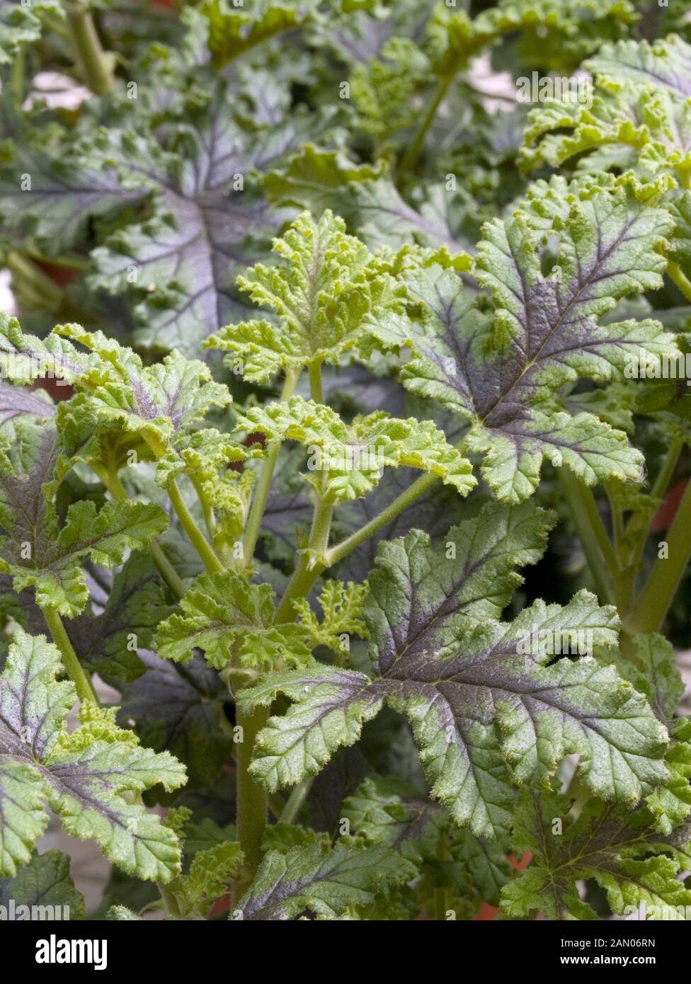 Geranium quercifolia hi-res stock photography and images - Alamy