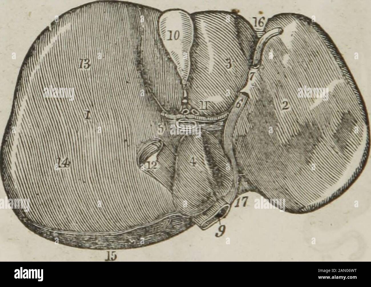 Sacculated hi-res stock photography and images - Alamy