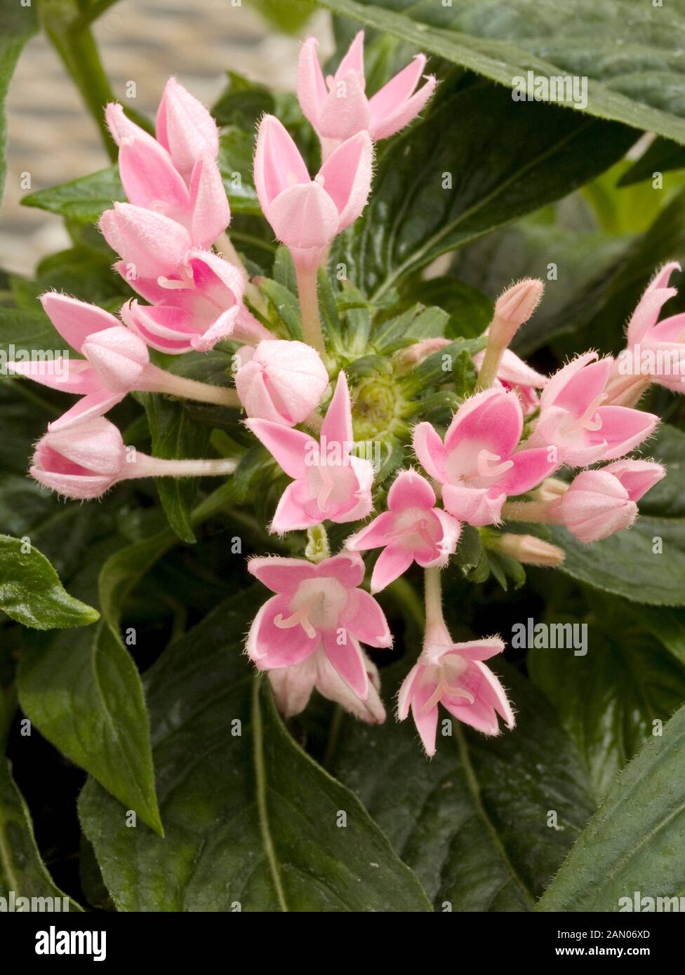 Pink pentas lanceolata hi-res stock photography and images - Alamy