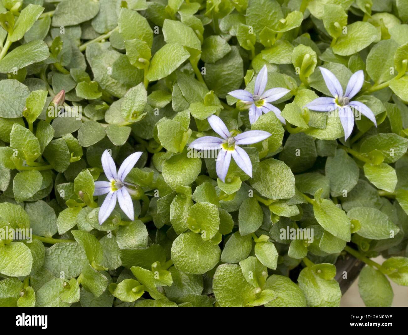 Blue star creeper hi-res stock photography and images - Alamy