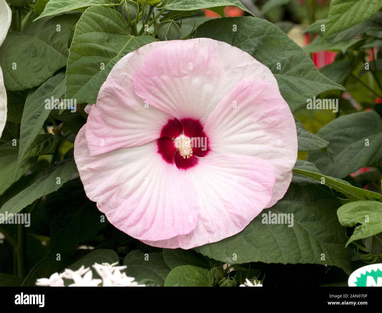HIBISCUS MOSCHEUTOS LUNA PINK SWIRL Stock Photo - Alamy