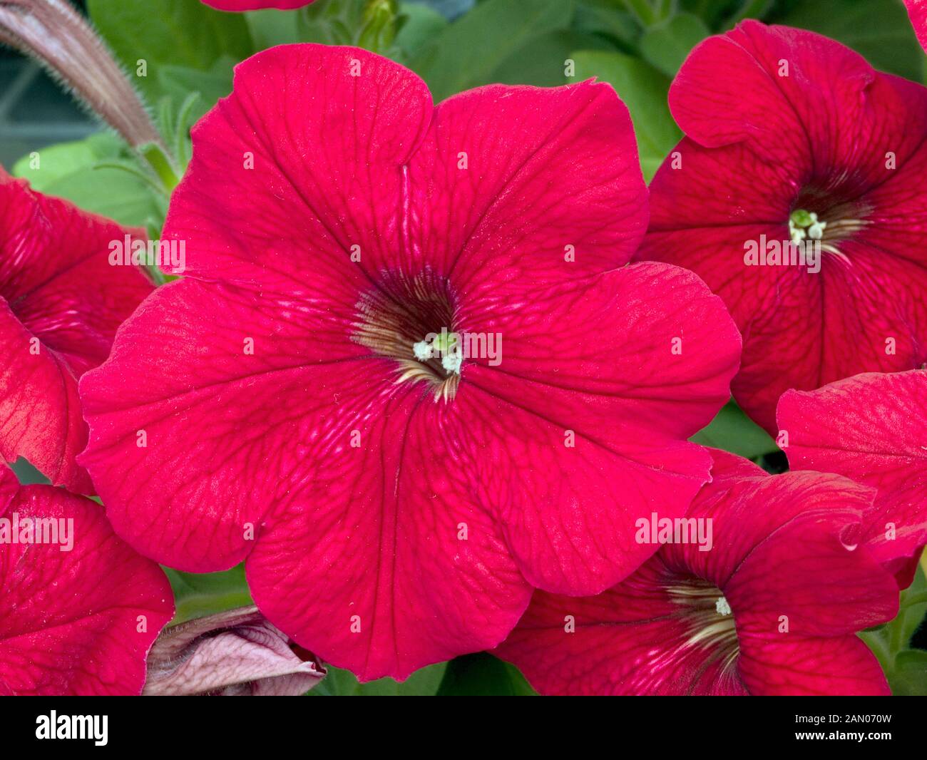 Madness red hi-res stock photography and images - Alamy