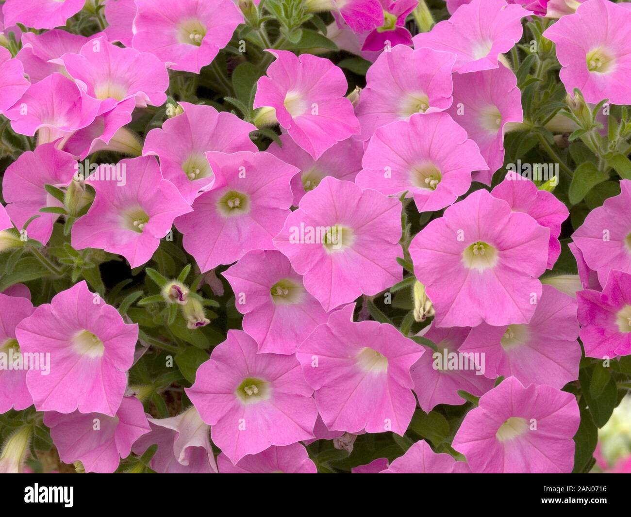 PETUNIA SHOCK WAVE PINK Stock Photo - Alamy