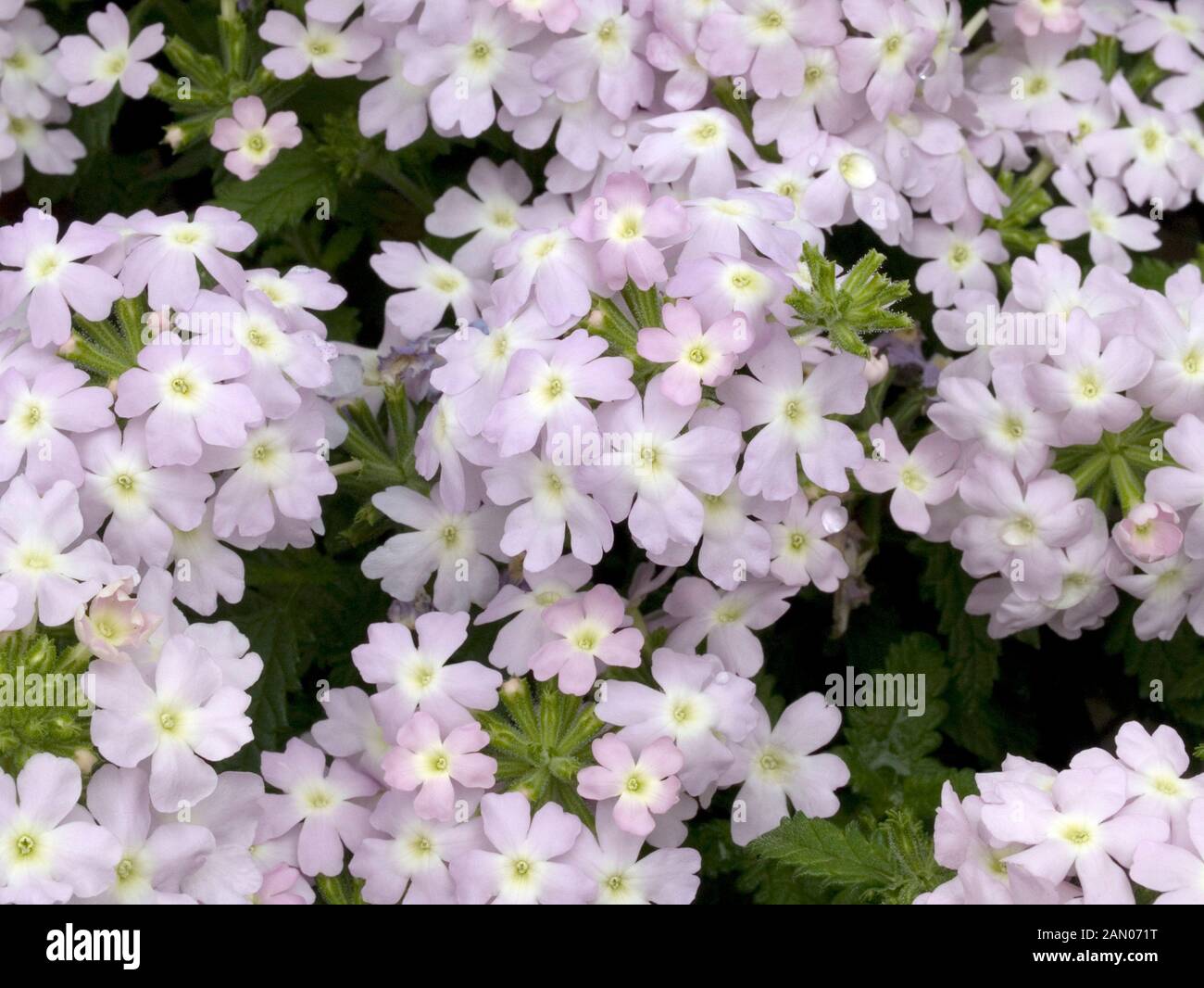 Verbena quartz hi-res stock photography and images - Alamy