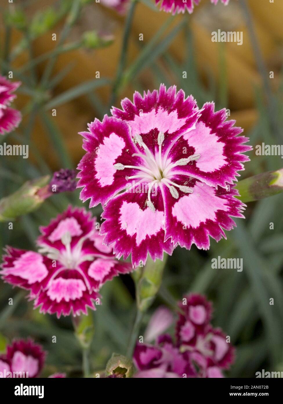 Dianthus cranberry ice hi-res stock photography and images - Alamy
