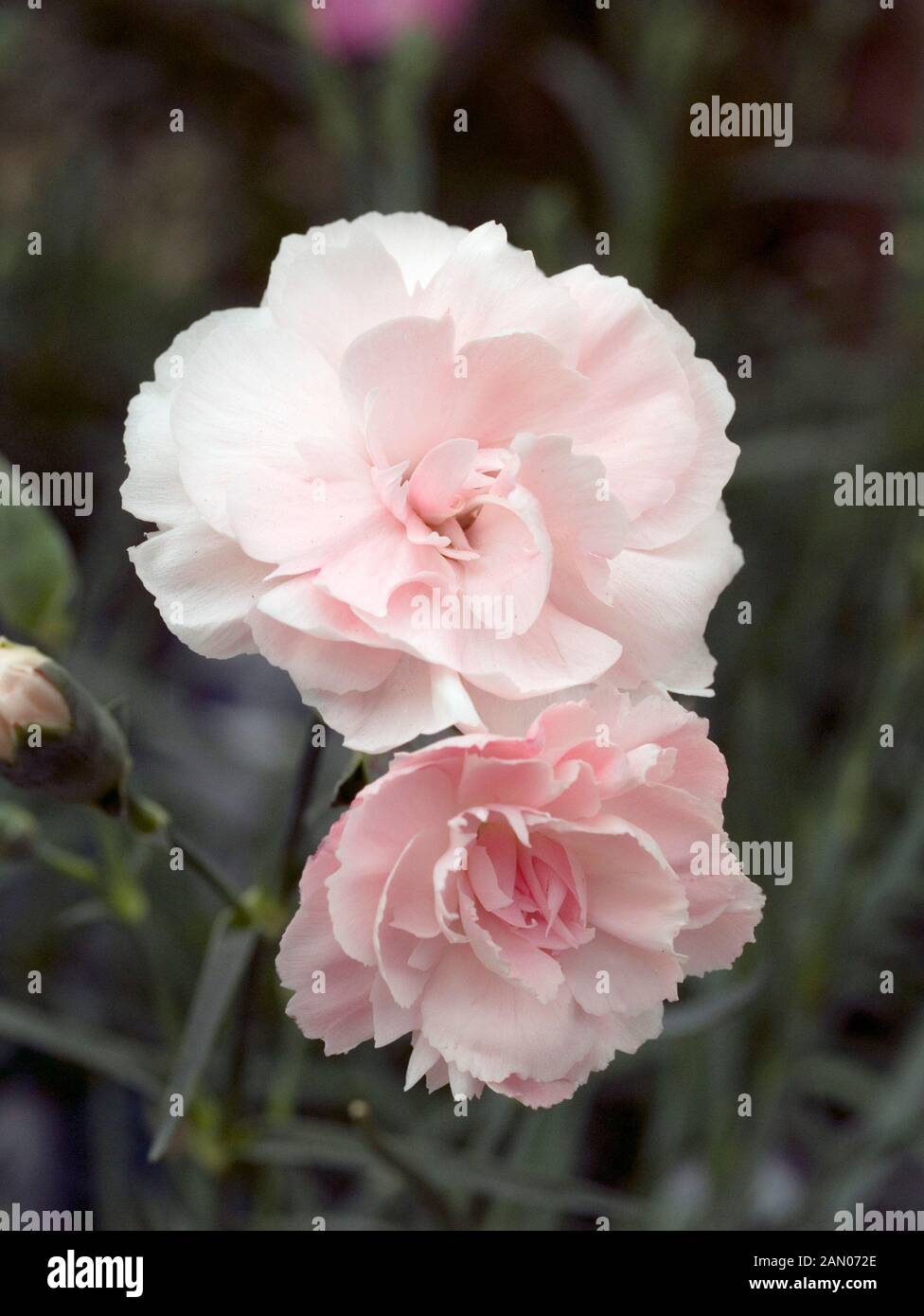 DIANTHUS BLUSHING MAIDEN Stock Photo - Alamy