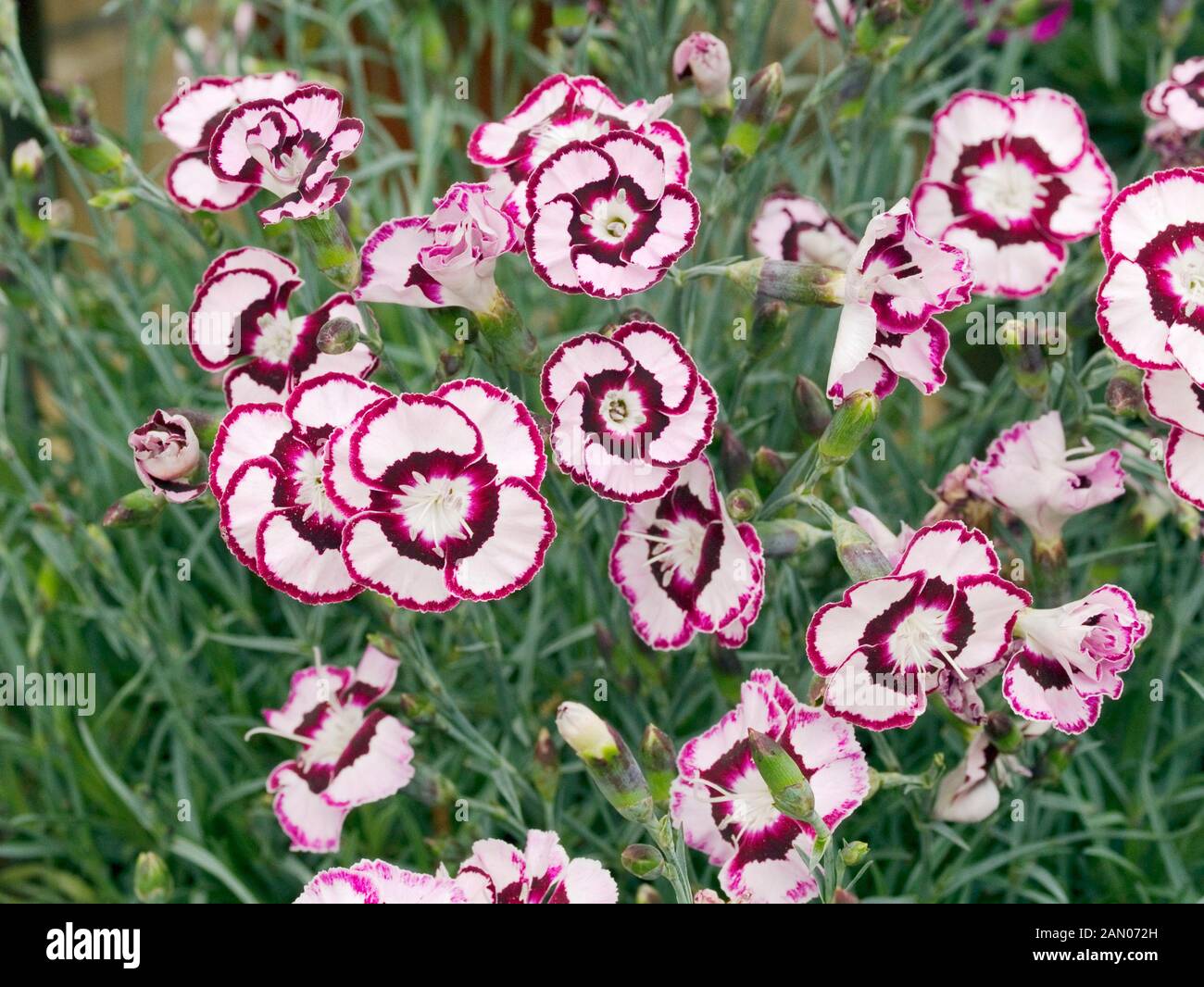 Dianthus Raspberry Swirl