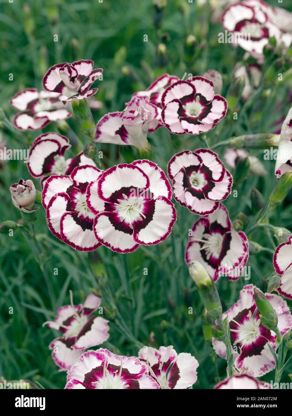 Dianthus raspberry swirl hi-res stock photography and images - Alamy