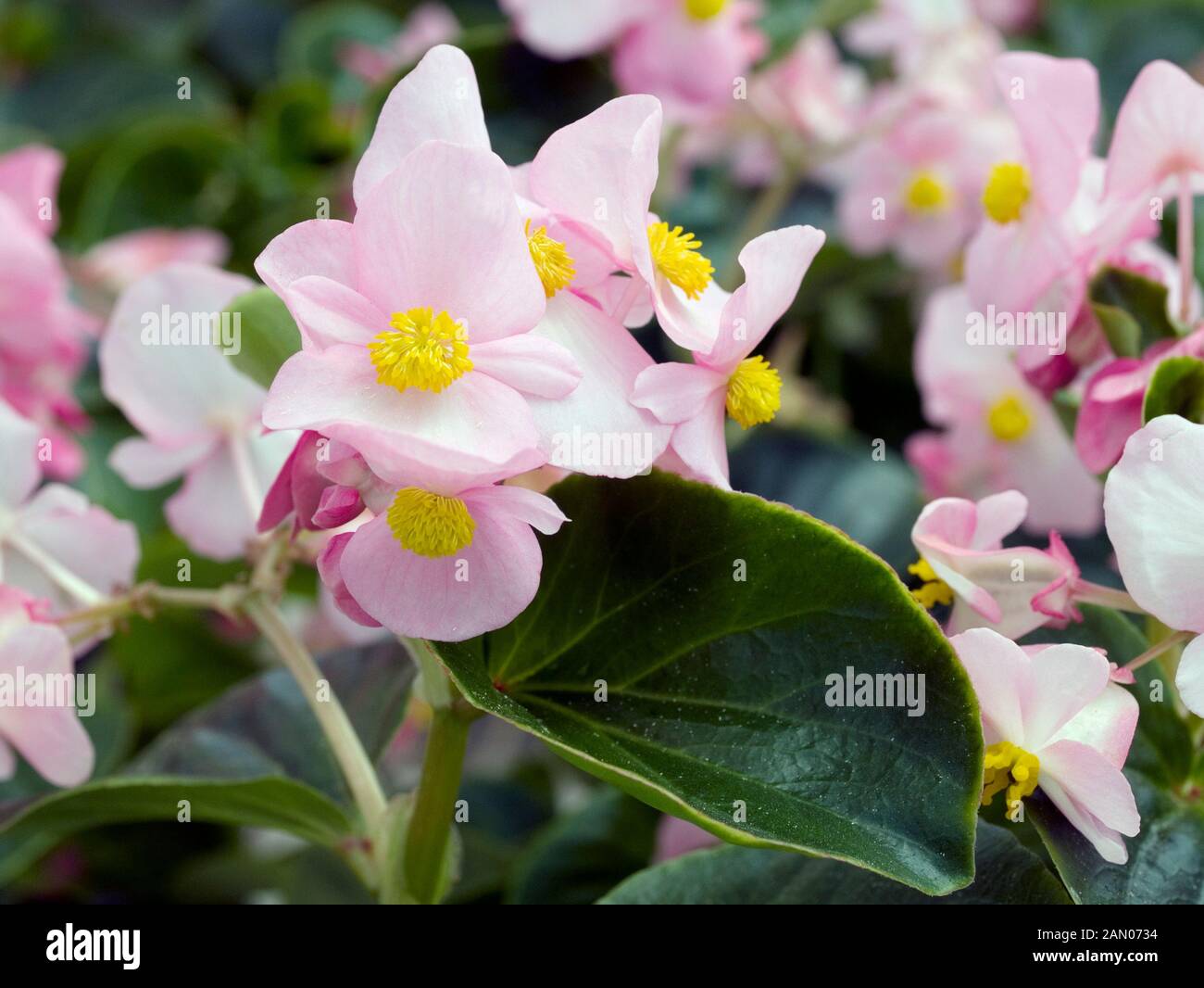 Begonia inferno hi-res stock photography and images - Alamy