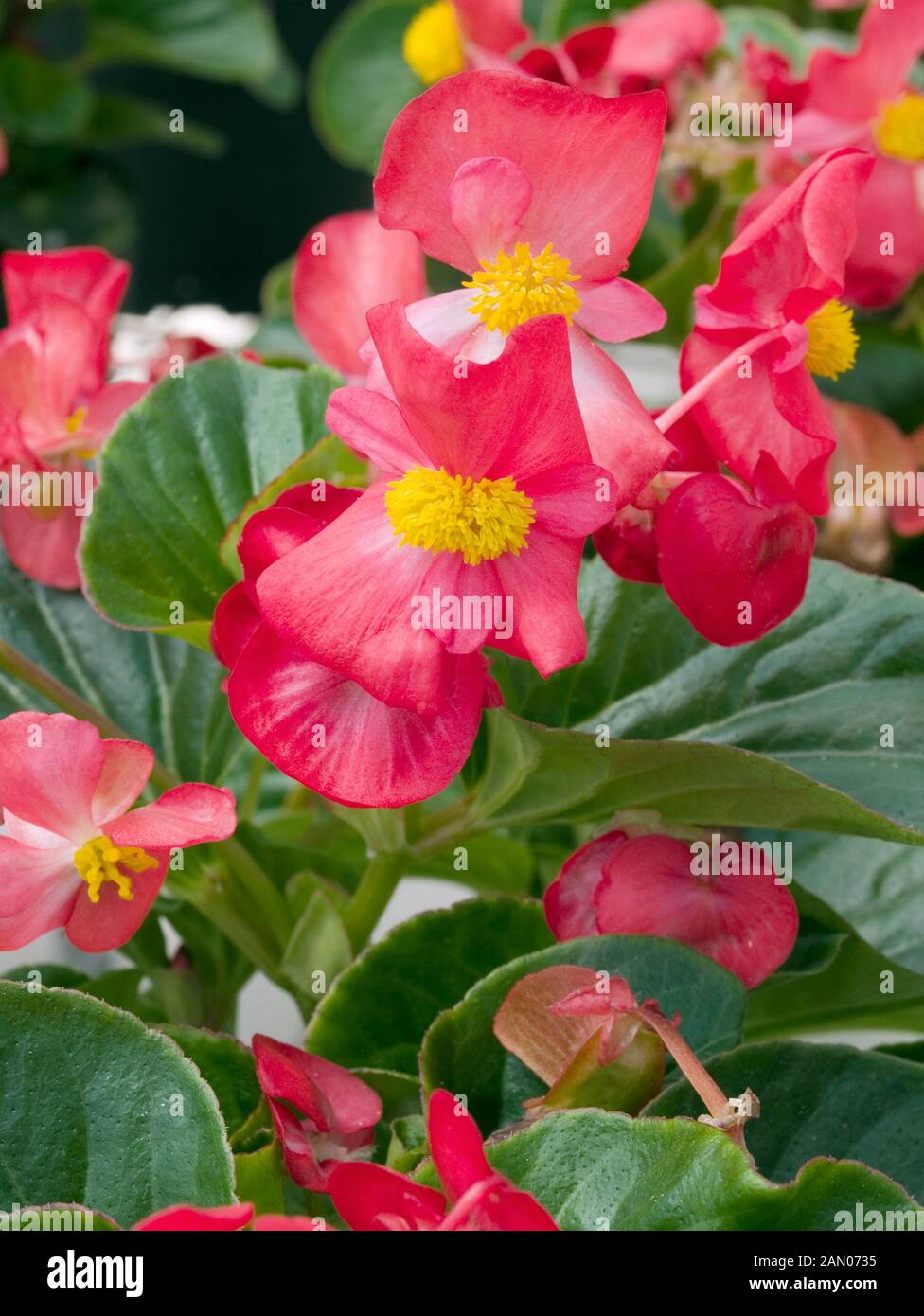 Begonia inferno hi-res stock photography and images - Alamy