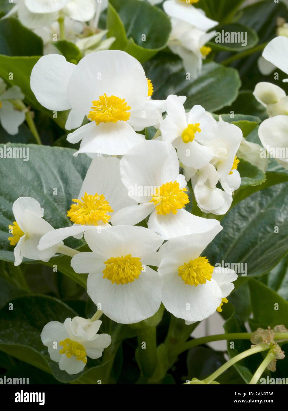 White begonia semperflorens hi-res stock photography and images - Alamy
