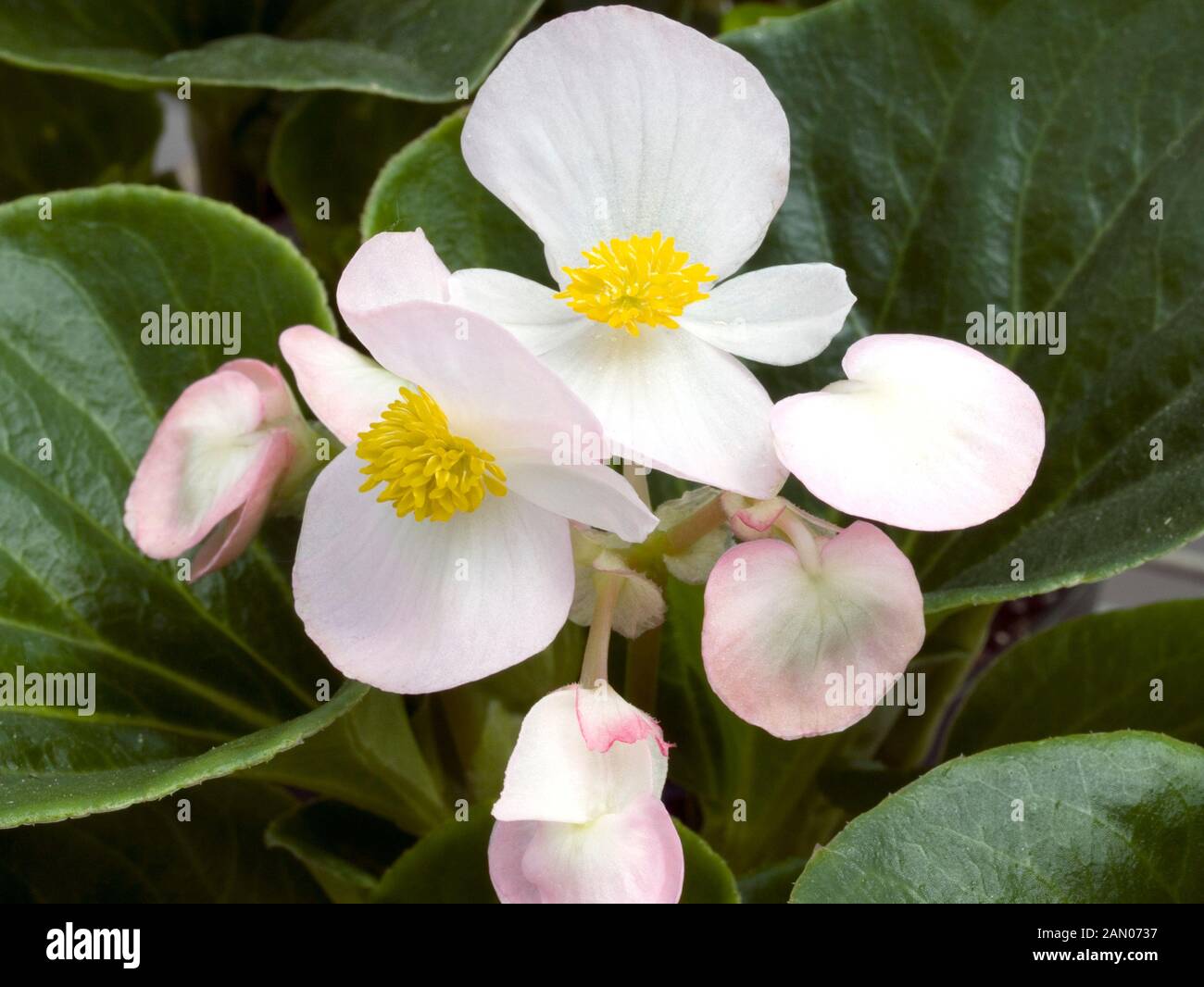 BEGONIA SEMPERFLORENS INFERNO APPLEBLOSSOM Stock Photo - Alamy