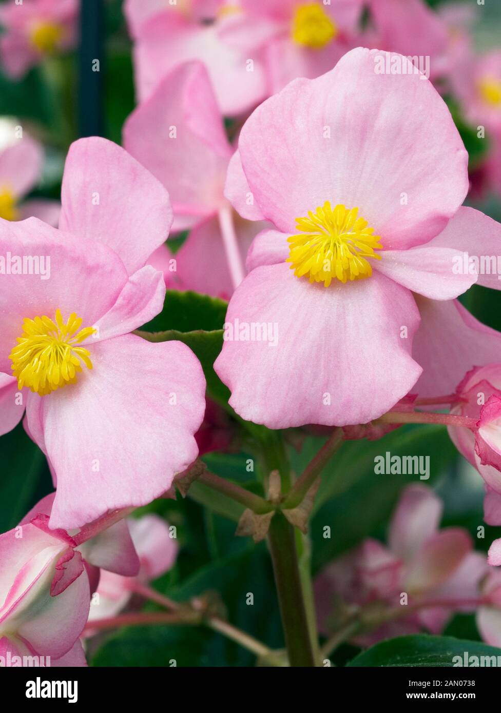 Begonia inferno hi-res stock photography and images - Alamy