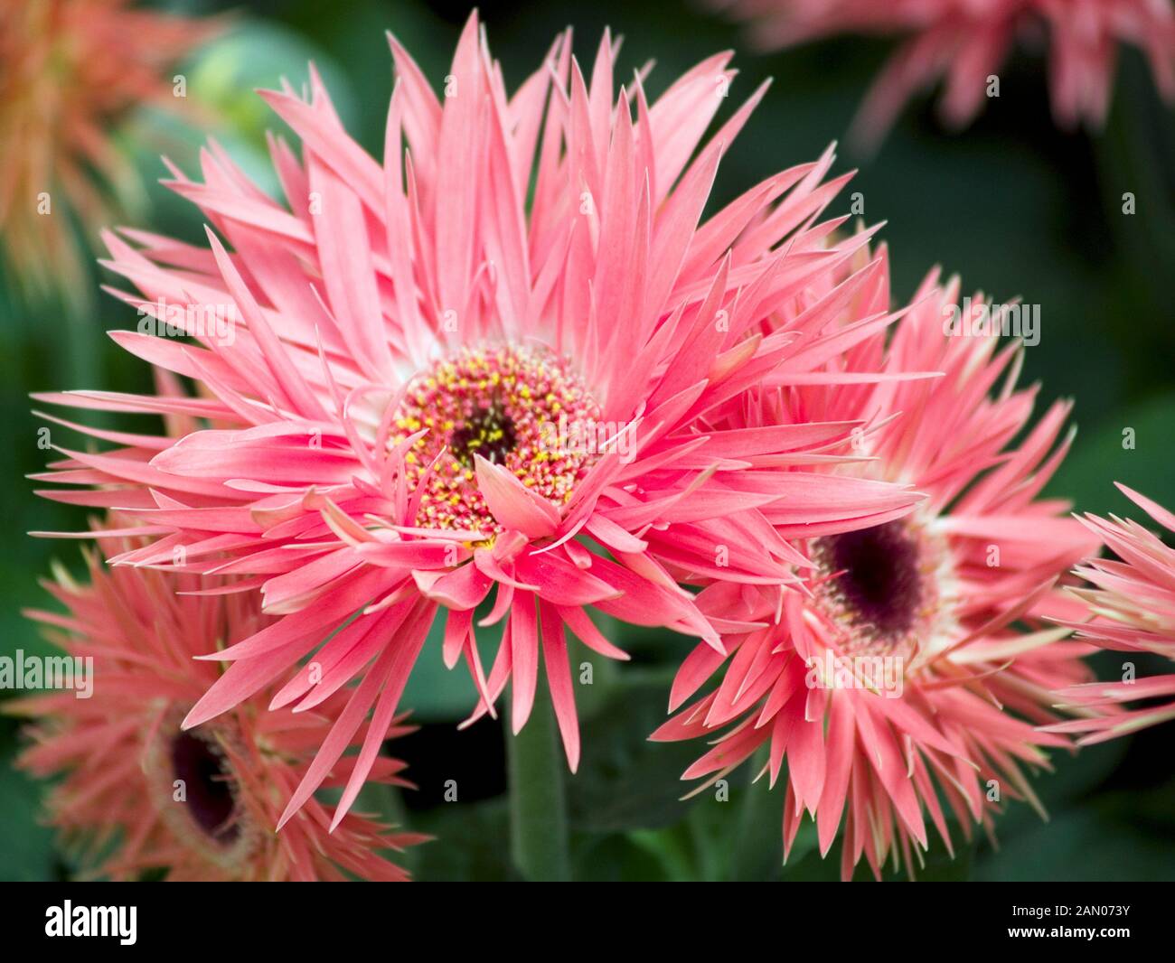 Spider Gerbera High Resolution Stock Photography and Images - Alamy