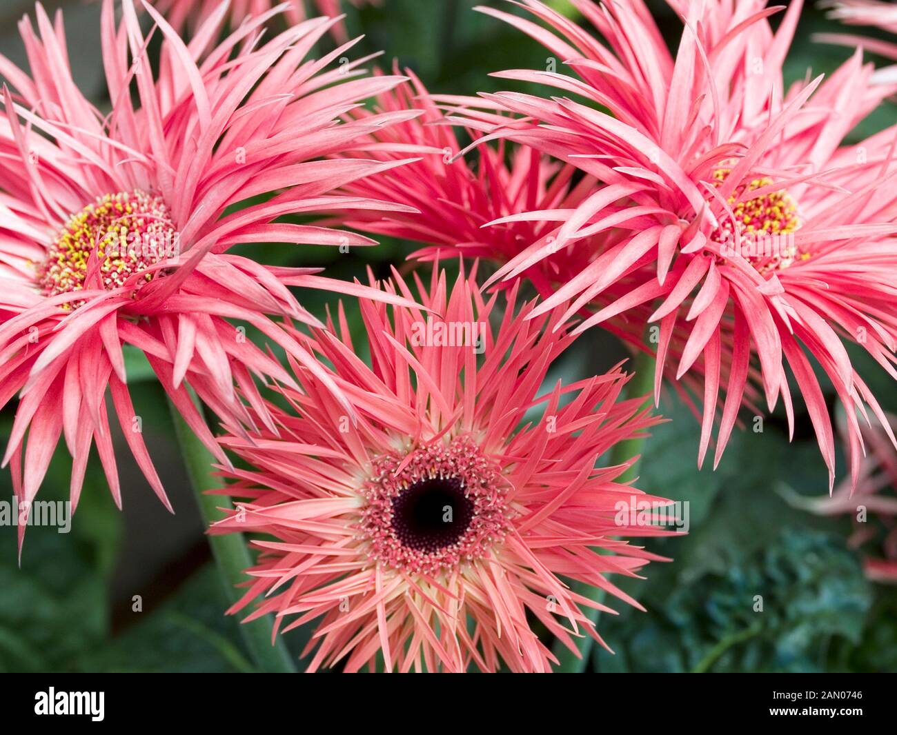 GERBERA FESTIVAL SPIDER SALMON Stock Photo - Alamy