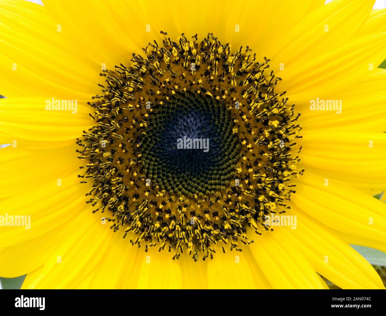 Helianthus annuus pacino hi-res stock photography and images - Alamy