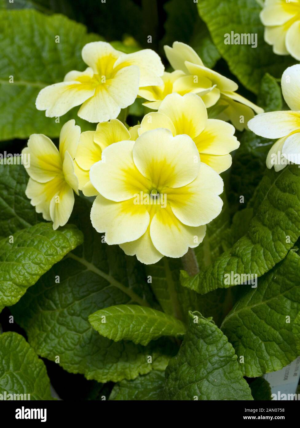 Polyanthus blooms hi-res stock photography and images - Alamy