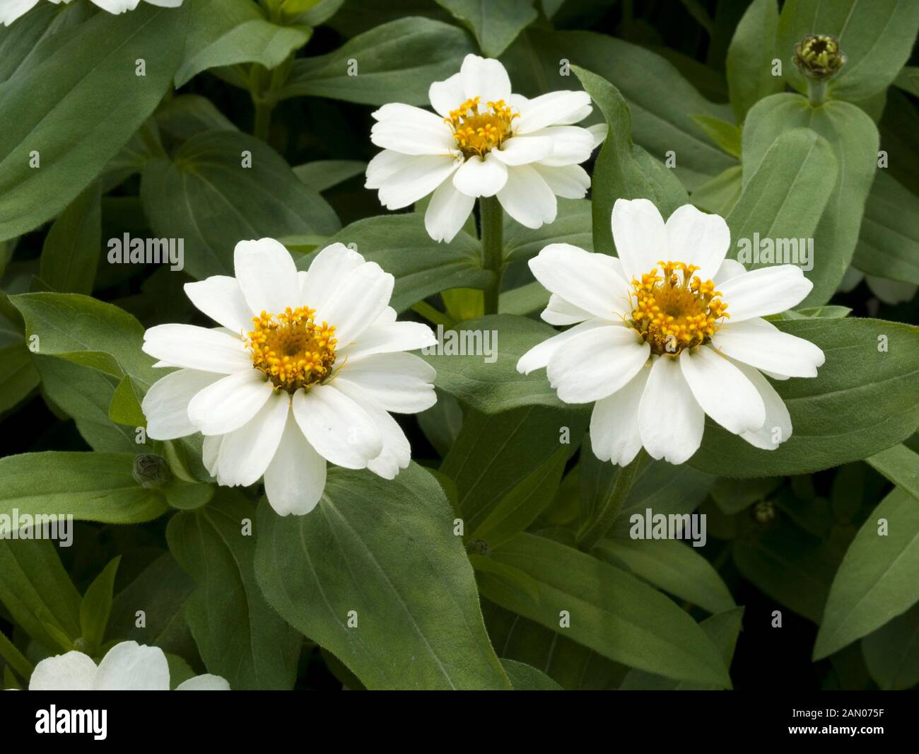Profusion white hi-res stock photography and images - Alamy