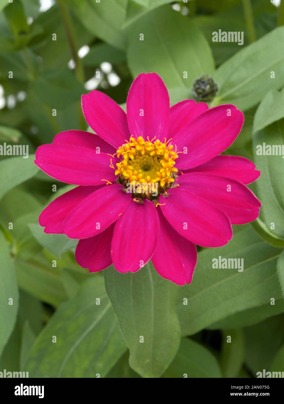 Profusion cherry hi-res stock photography and images - Alamy