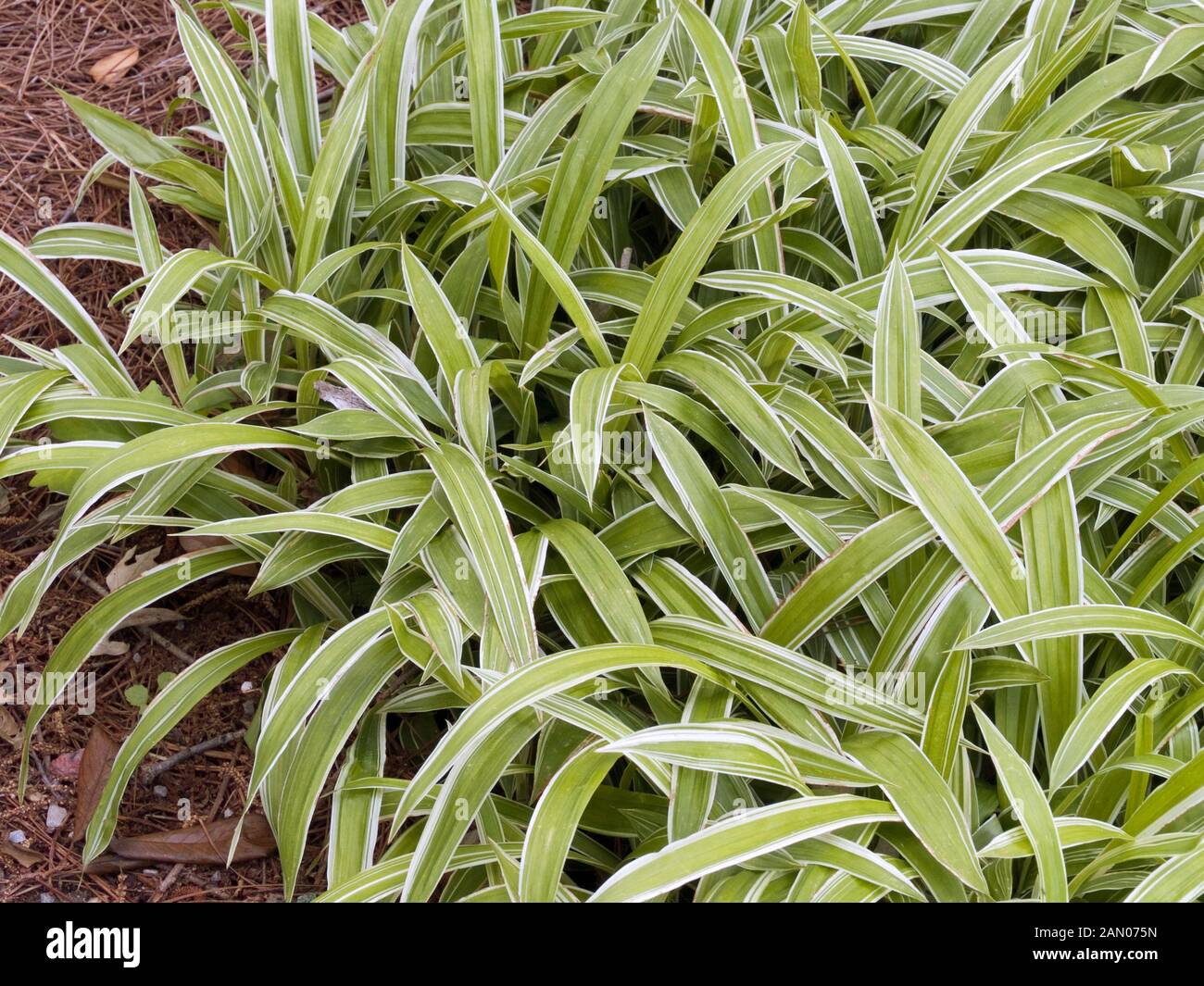 Carex variegata hi-res stock photography and images - Alamy