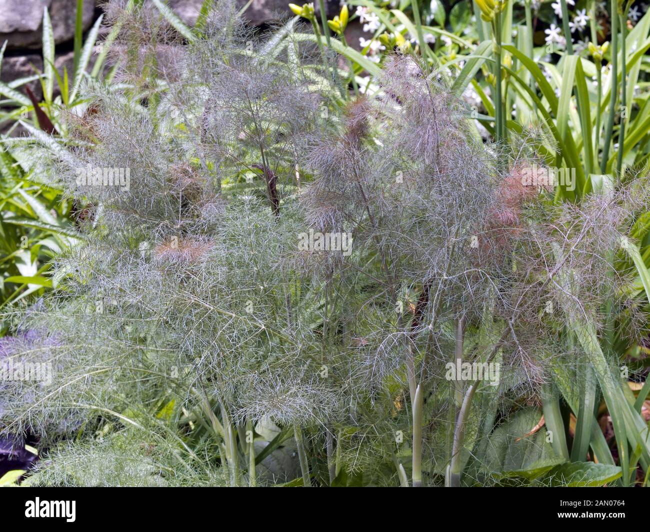 Fennel, foeniculum vulgare purpureum hi-res stock photography and ...