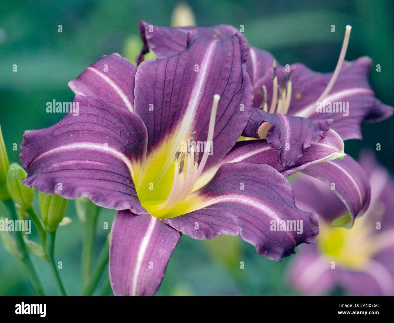 HEMEROCALLIS 'MARY REED' Stock Photo - Alamy