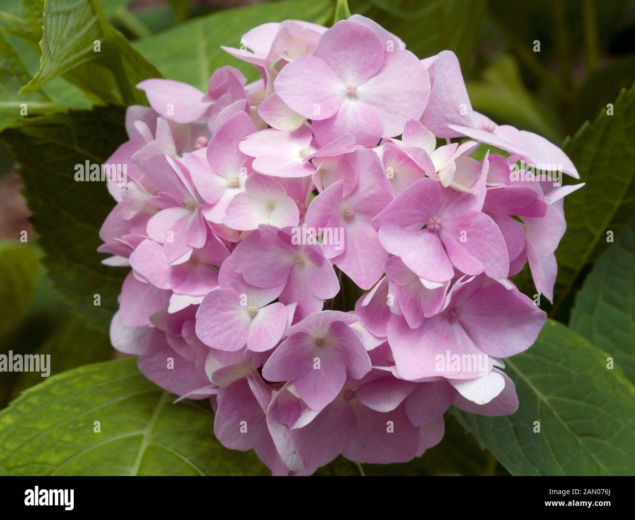 Macrophylla endless summer hi-res stock photography and images - Alamy