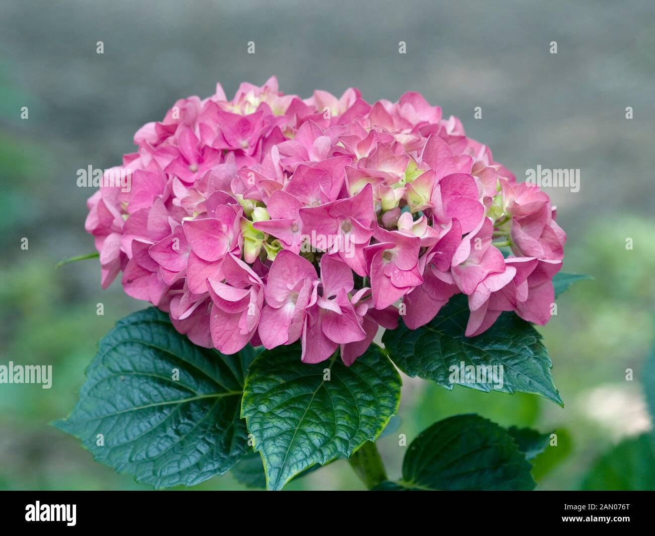 Deep Pink Hydrangea High Resolution Stock Photography and Images - Alamy