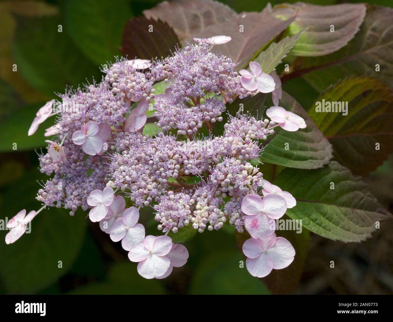 Lady in red hi-res stock photography and images - Alamy