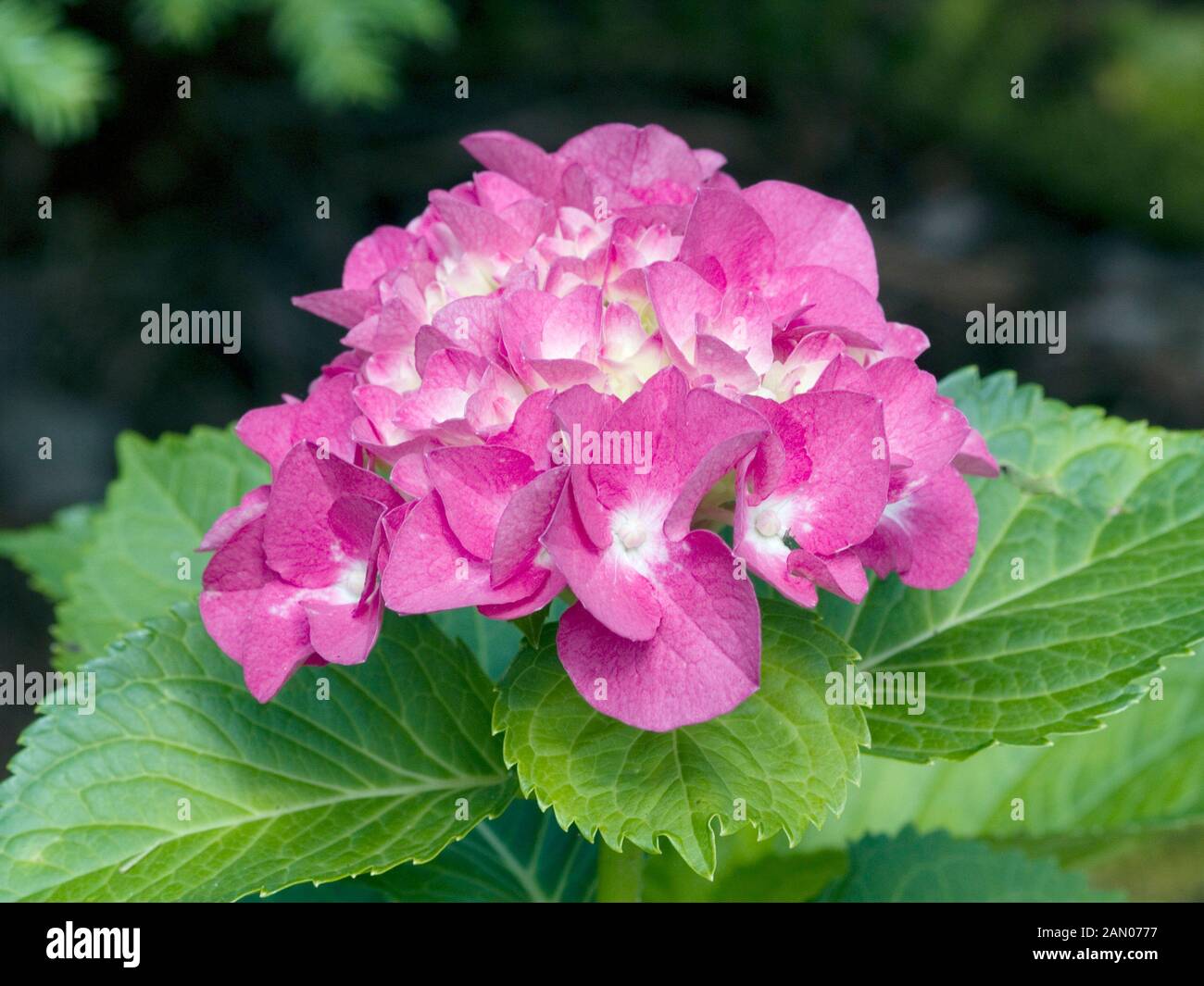 Deep Pink Hydrangea High Resolution Stock Photography and Images - Alamy