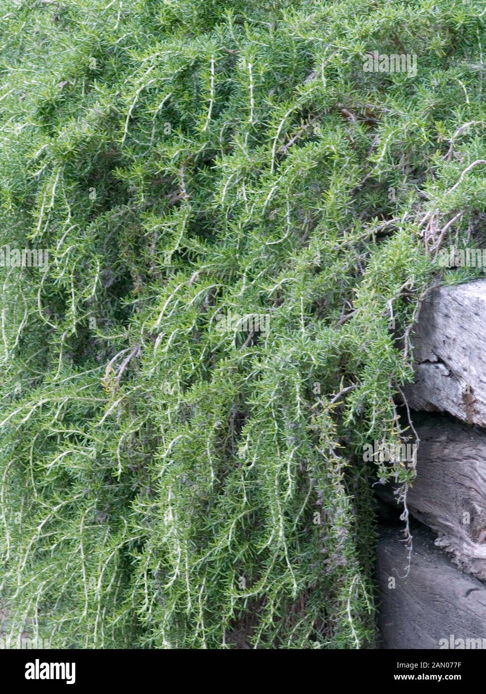Rosmarinus officinalis prostrata hi-res stock photography and images ...