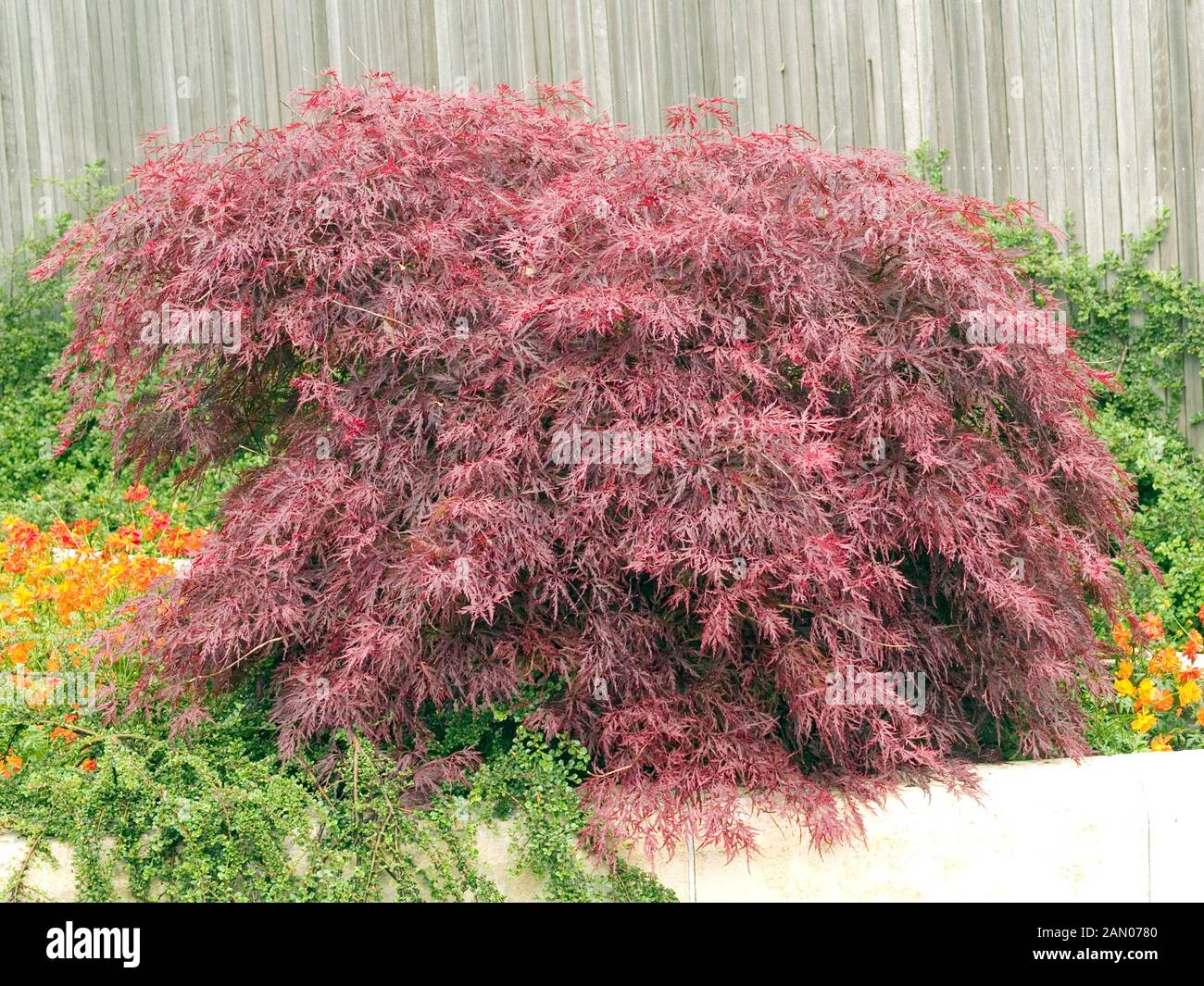 Acer palmatum dissectum atropurpureum hi-res stock photography and ...