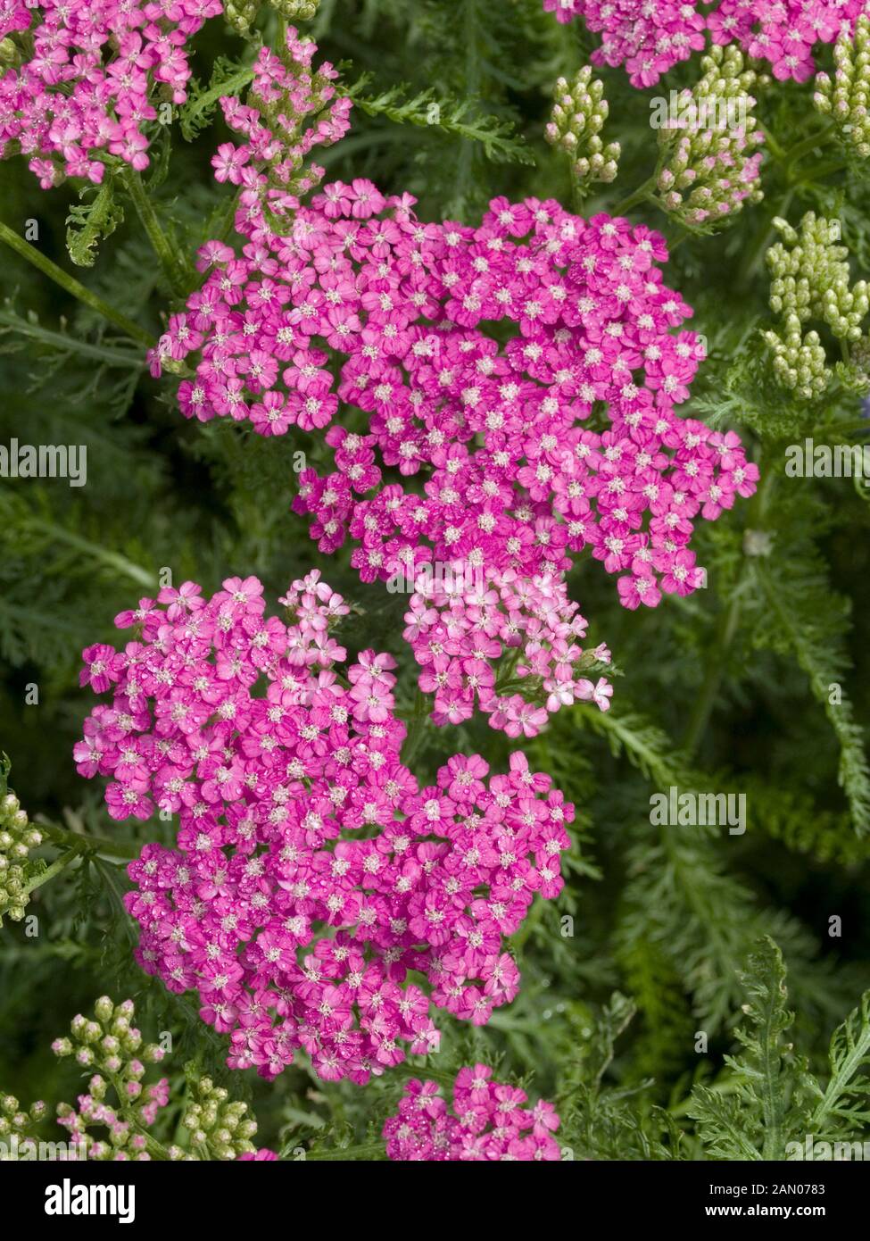 Achillea millefolium montrose rose hi-res stock photography and images ...