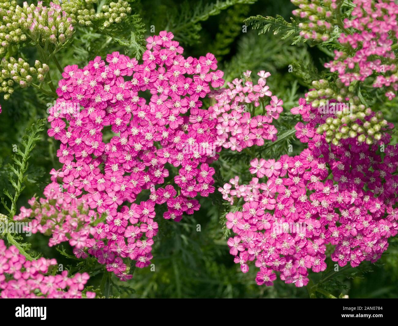Achillea rose hi-res stock photography and images - Alamy
