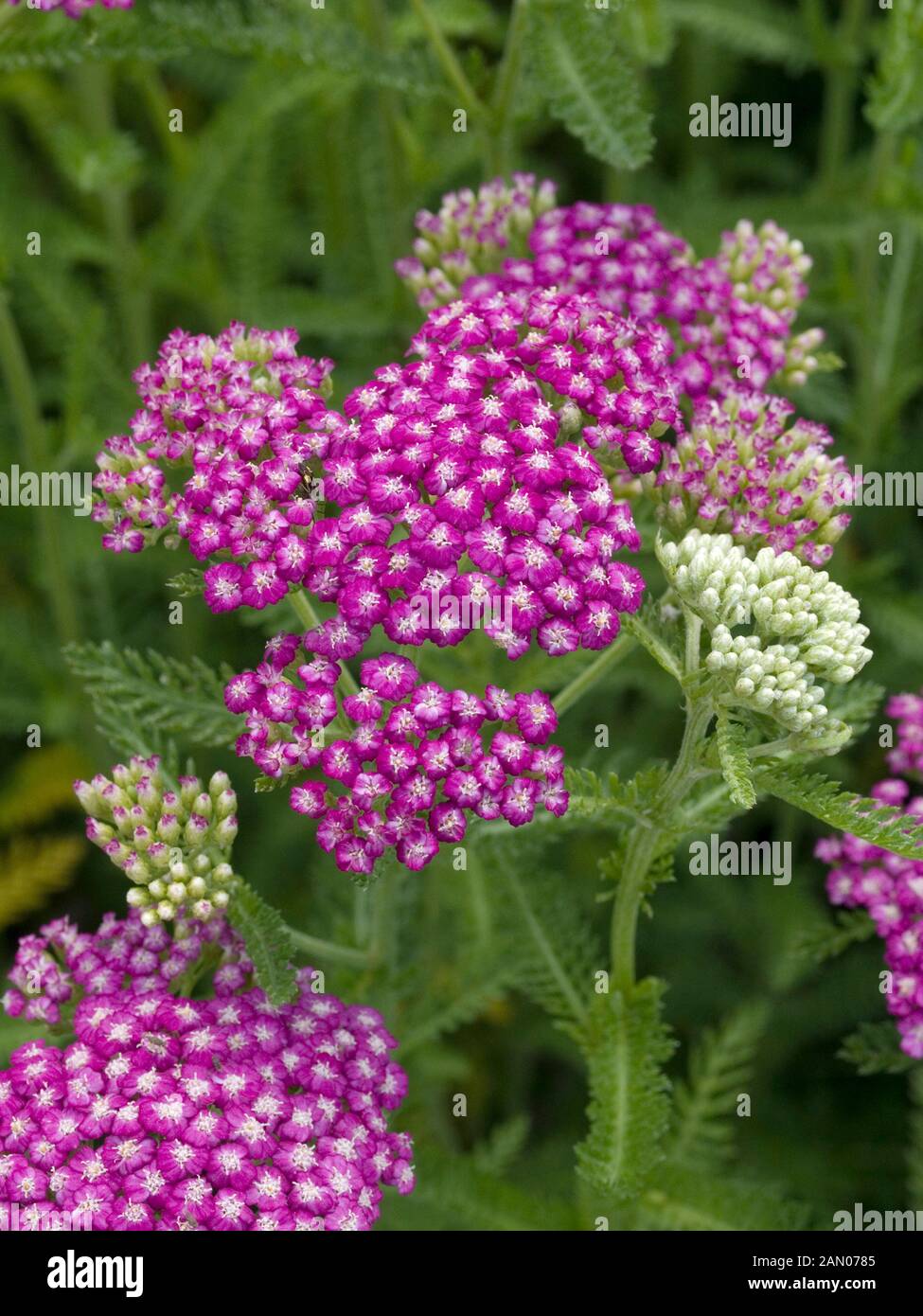 Purple achillea hi-res stock photography and images - Alamy