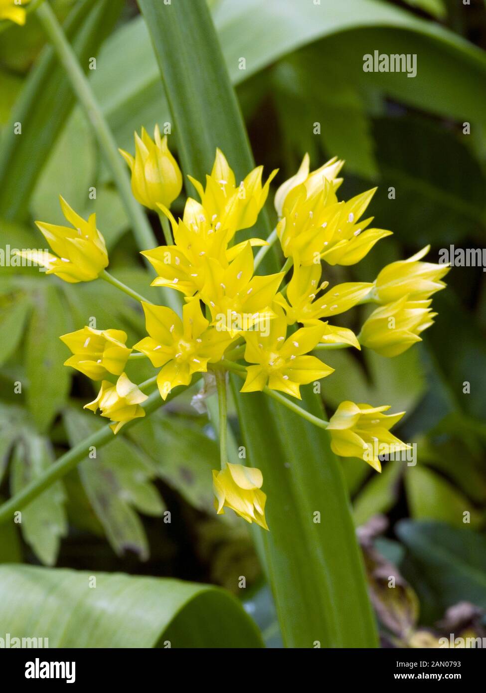 Moly allium hi-res stock photography and images - Alamy